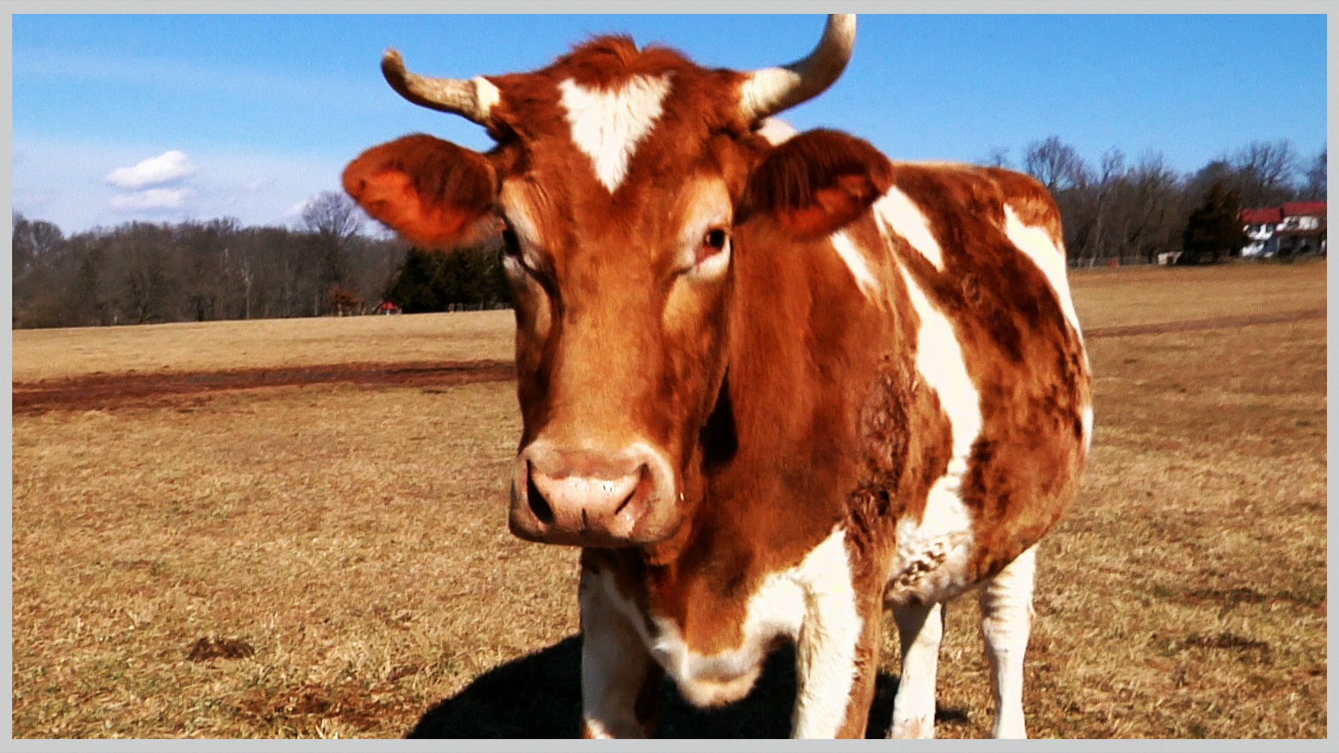 Ag Gag Bills Dying Off in Early 2015 | Food Integrity CampaignFood ...