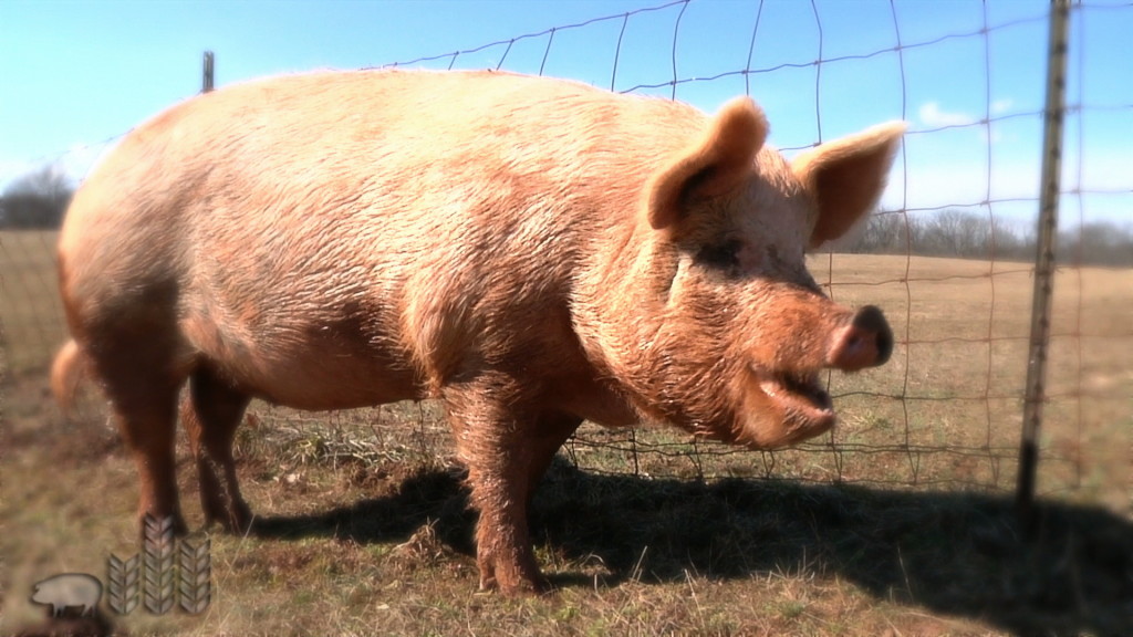 Ag Gag Bills Dying Off in Early 2015 | Food Integrity CampaignFood ...