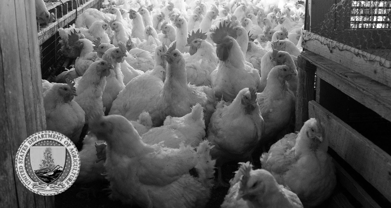 USDA can oversee Big chicken companies’ practices | Food Integrity ...