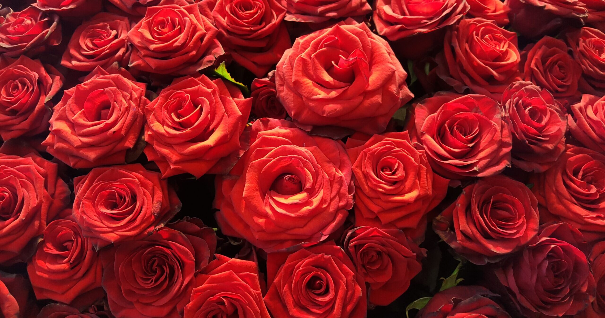 Our Roses for Food Whistleblowers | Food Integrity CampaignFood ...